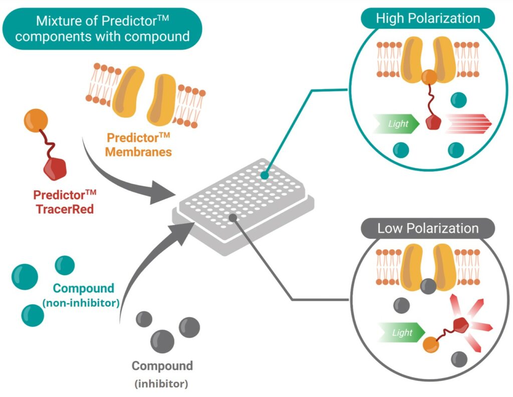 hERG binding FP assay - BioMedha